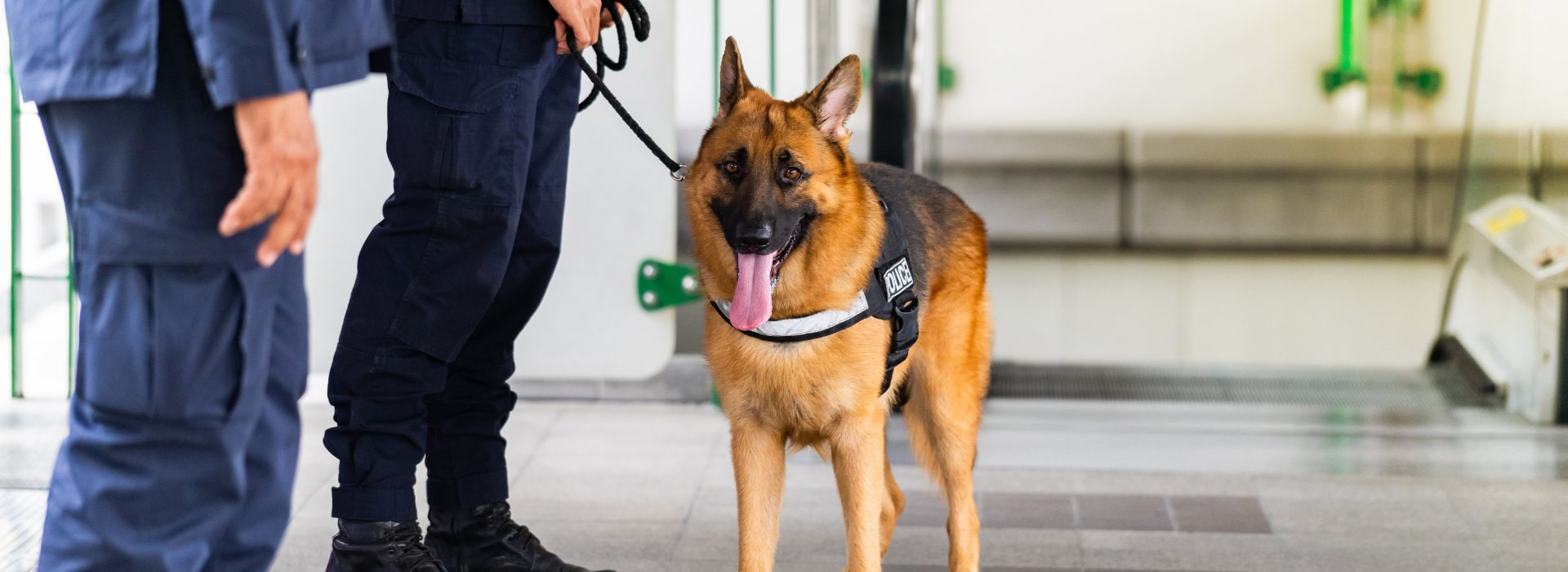 Best Guard Dogs Services in Egypt | Canine service | Diamond